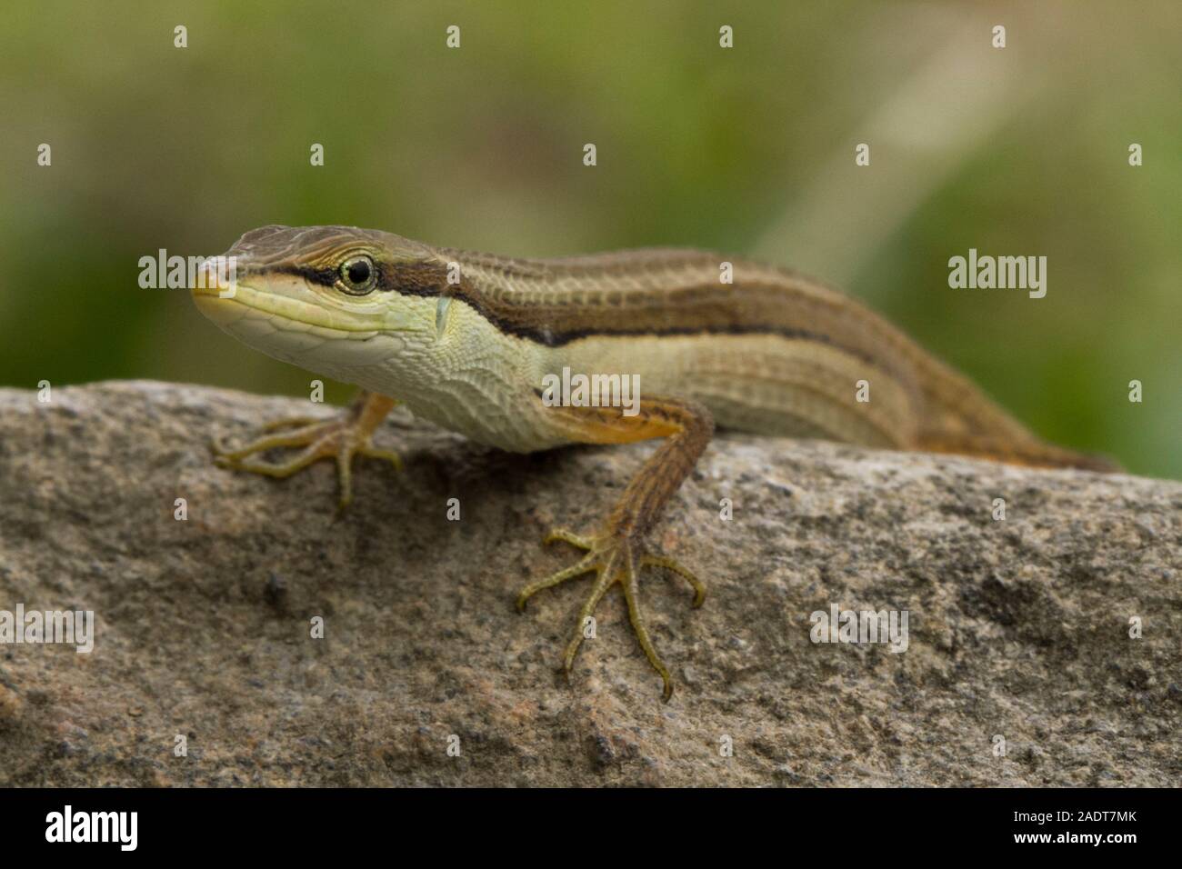 Long tailed grass lizard takydromus sexlineatus hi-res stock ...