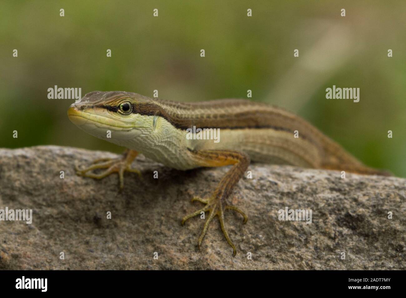 Long tailed grass lizard takydromus sexlineatus hi-res stock ...