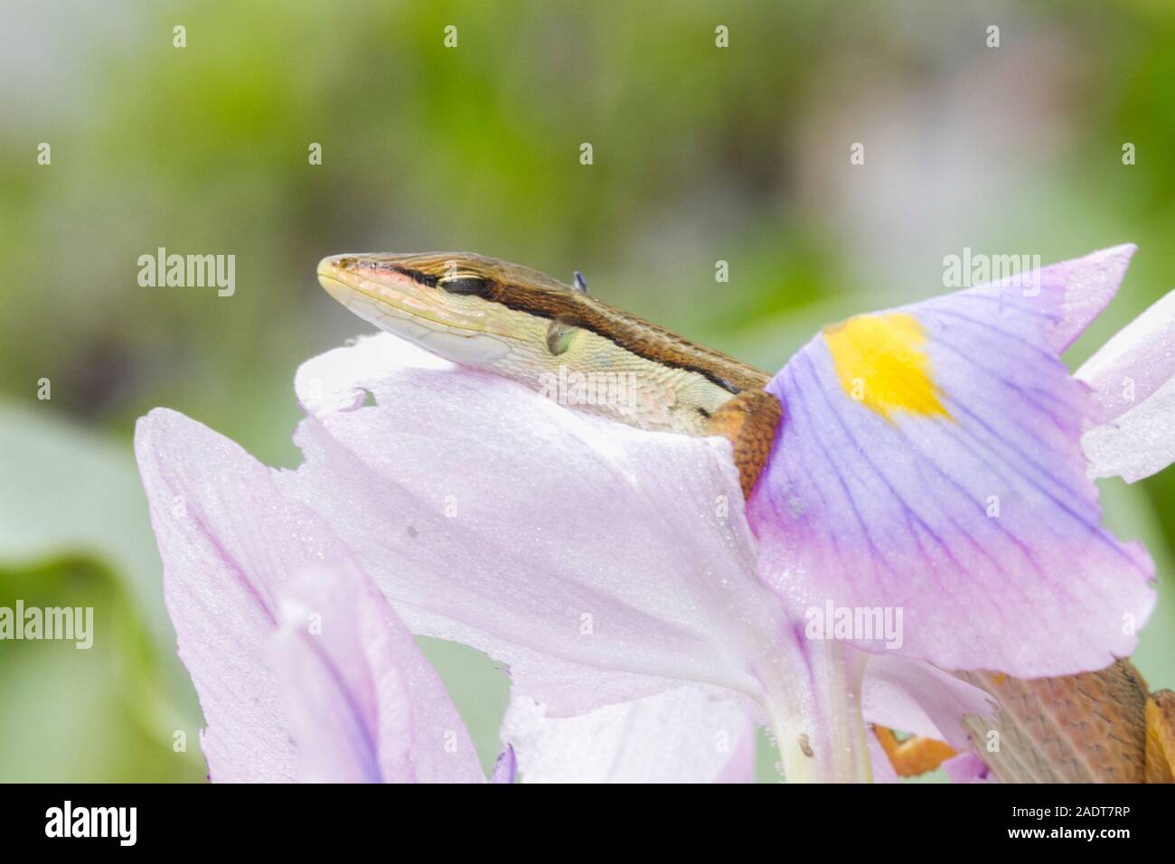 Long tailed grass lizard takydromus sexlineatus hi-res stock ...