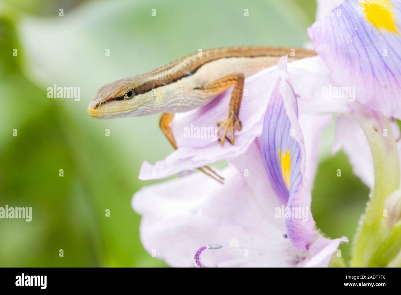 Long tailed grass lizard hi-res stock photography and images - Alamy