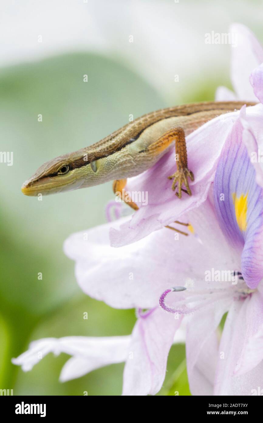 Long tailed grass lizard takydromus sexlineatus hi-res stock ...