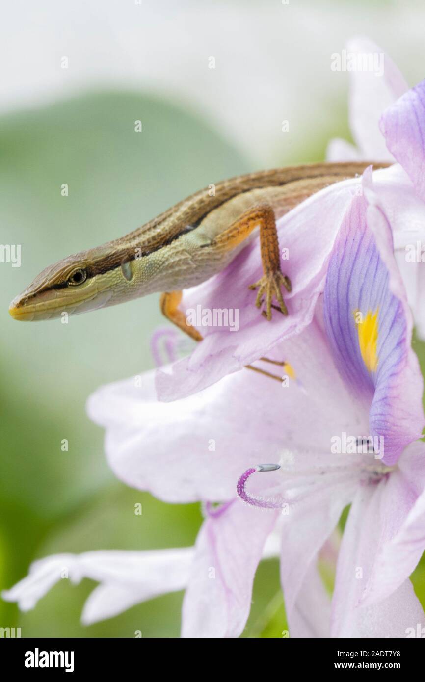 Long tailed grass lizard takydromus sexlineatus hi-res stock ...