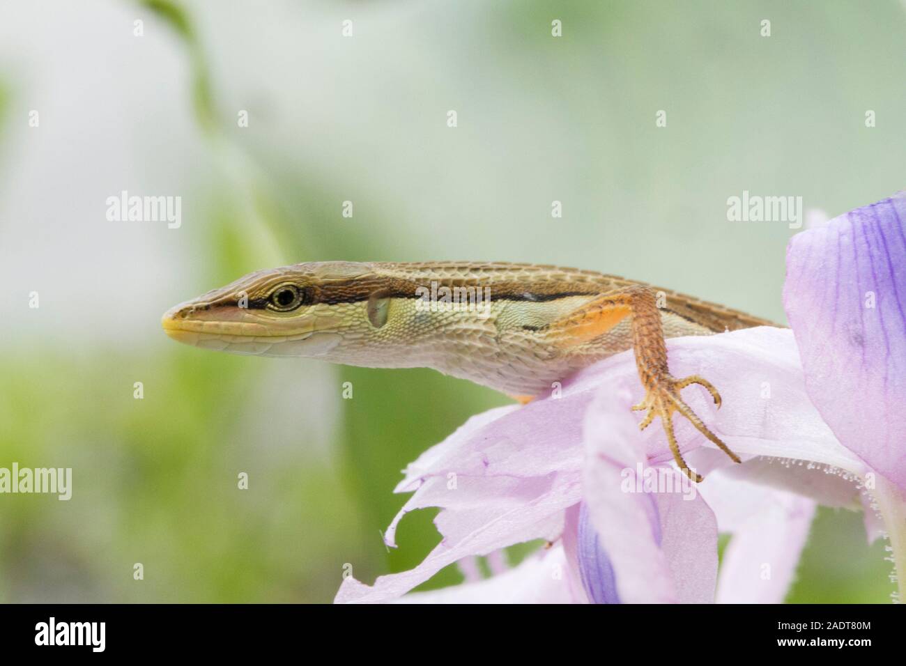 Long tailed grass lizard takydromus sexlineatus hi-res stock ...