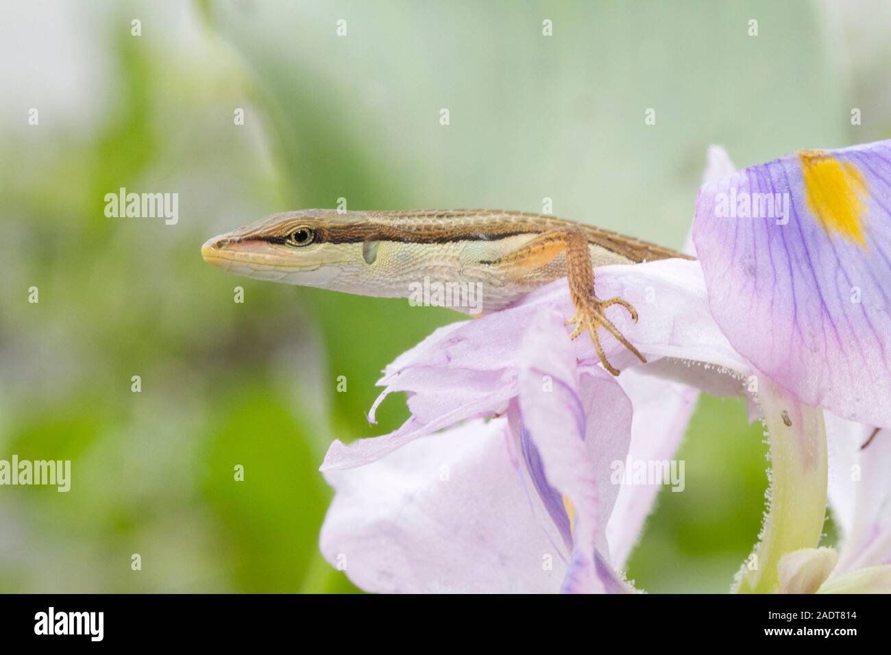 Long tailed grass lizard takydromus sexlineatus hi-res stock ...