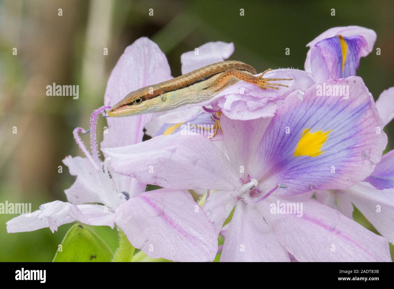 Long tailed grass lizard takydromus sexlineatus hi-res stock ...