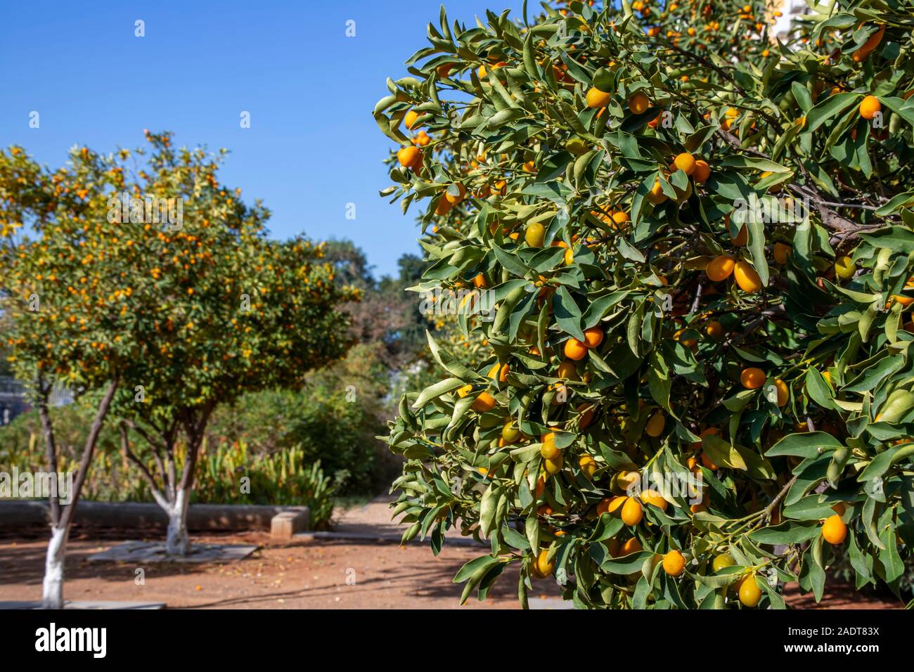 Citrus orchard with ripe fruits on a background of blue sky. Israel ...