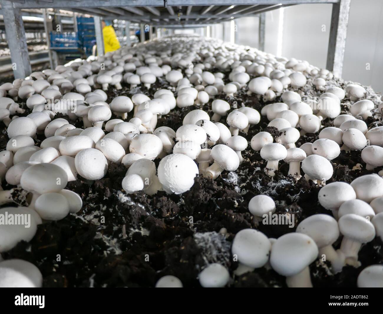 modern industrial cultivation of white mushrooms in large volumes Stock ...