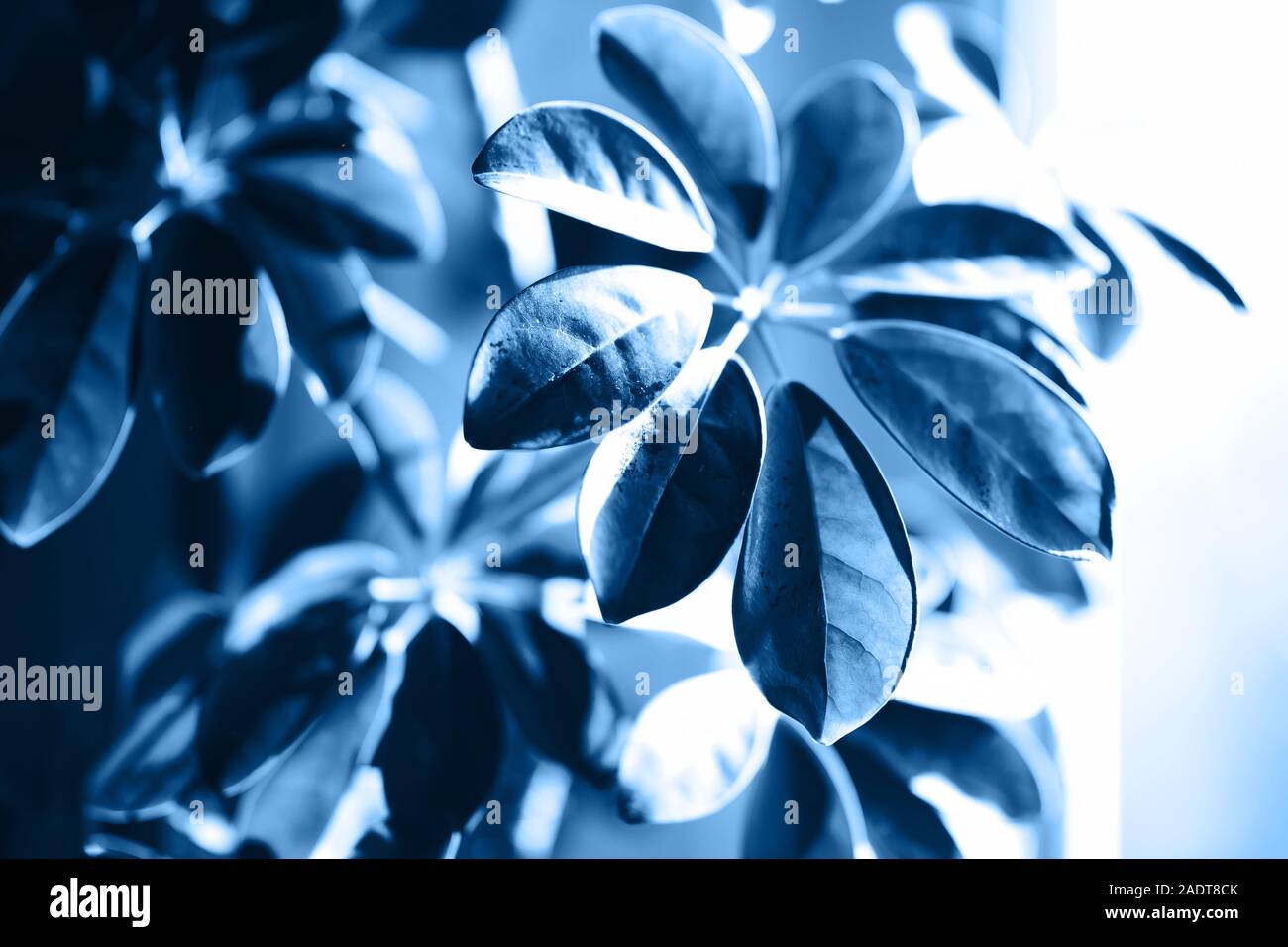 plant toned blue photo Stock Photo - Alamy