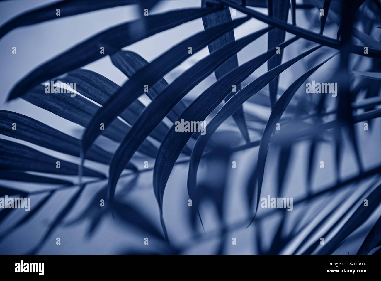 Tropical palm leaves in blue tones, light nature background Stock Photo ...