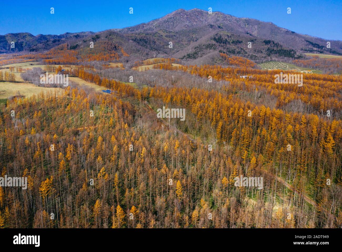 Autumn scenery, Tokachi, Hokkaido, Japan Stock Photo - Alamy