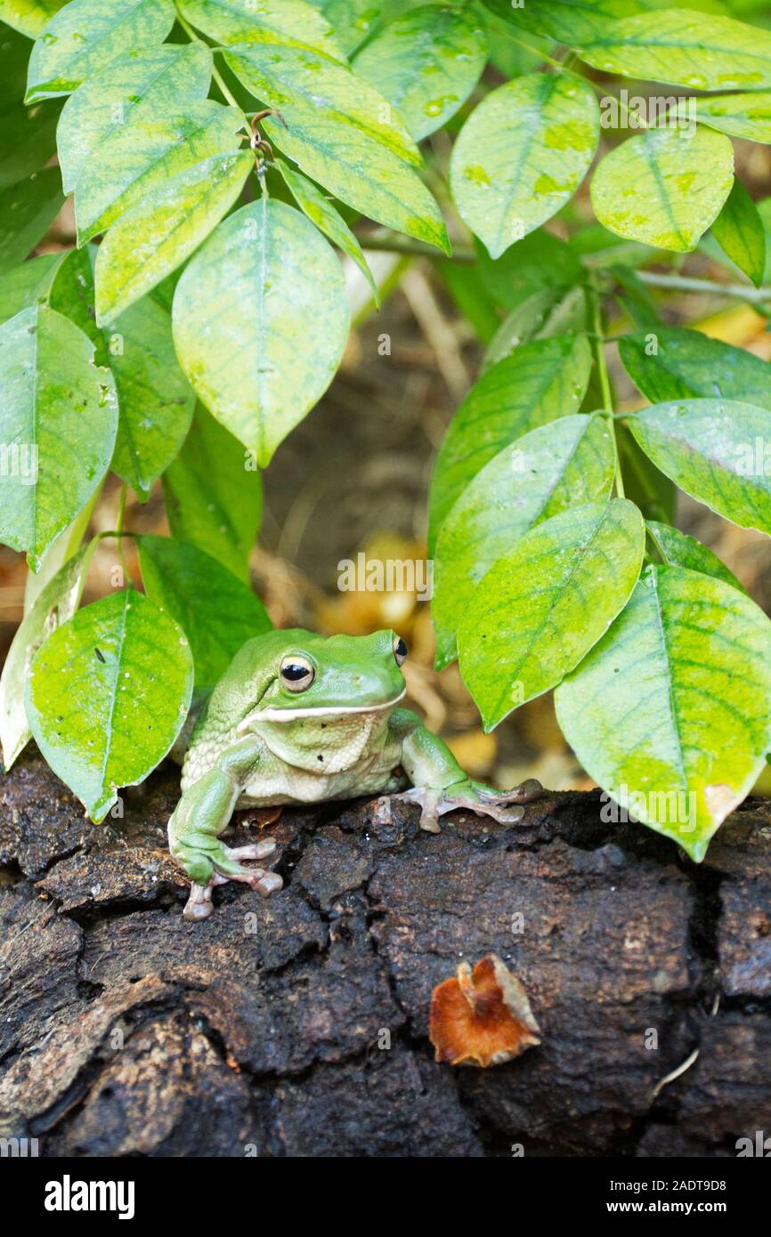 Close up dumpy frog, tree frog, papua green tree frog Stock Photo - Alamy