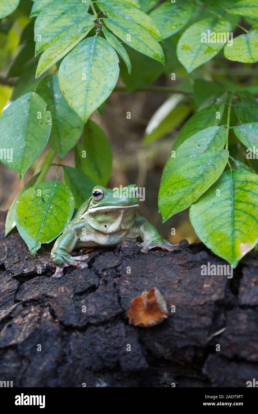 Close up dumpy frog, tree frog, papua green tree frog Stock Photo - Alamy