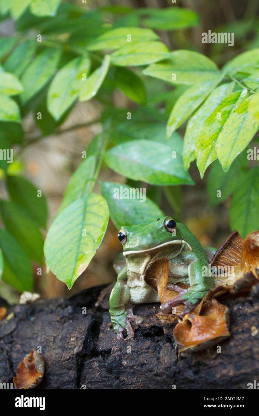 Close up dumpy frog, tree frog, papua green tree frog Stock Photo - Alamy