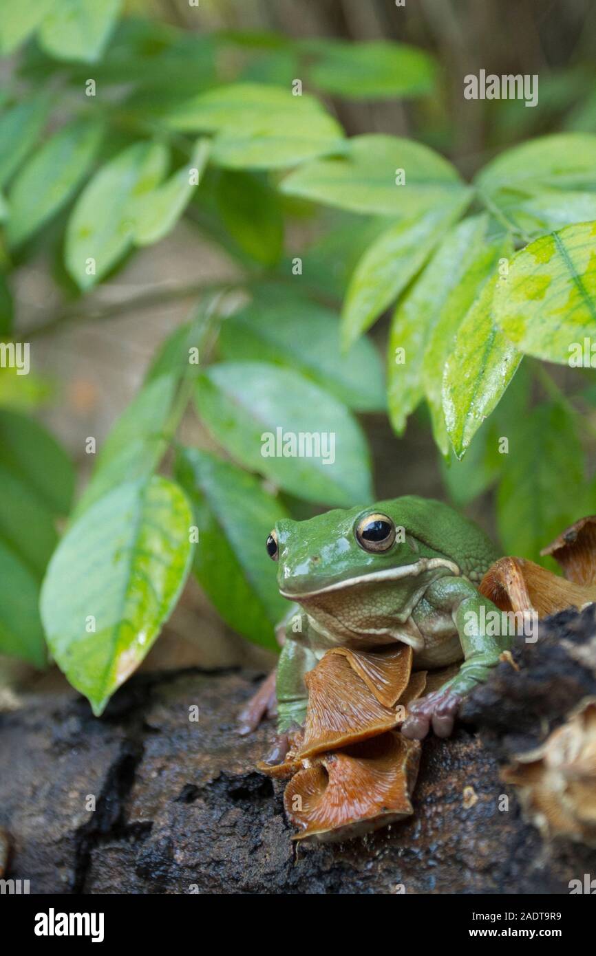 Close up dumpy frog, tree frog, papua green tree frog Stock Photo - Alamy