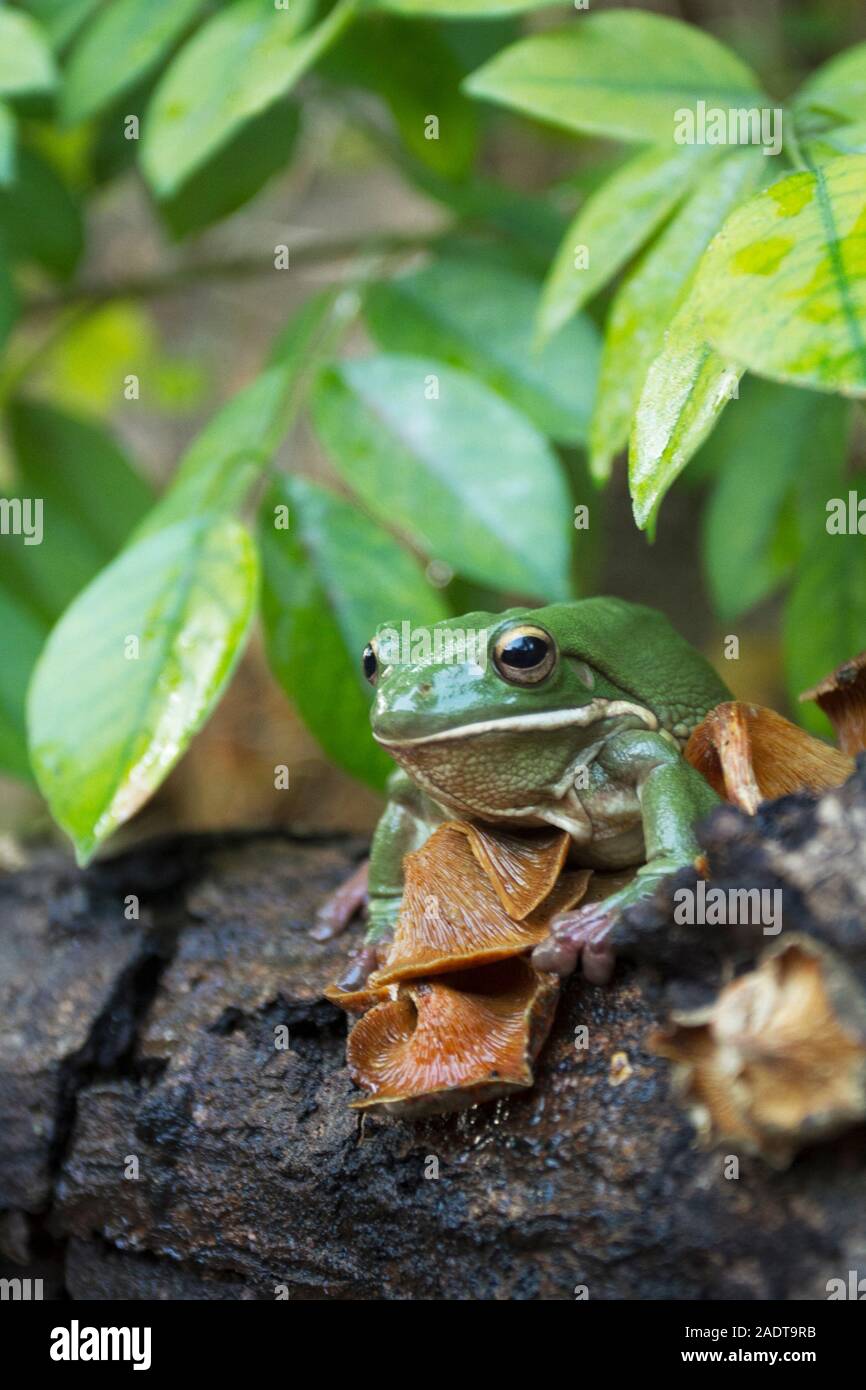 Close up dumpy frog, tree frog, papua green tree frog Stock Photo - Alamy