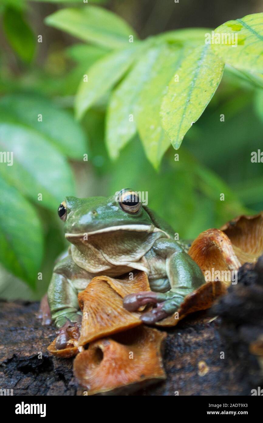 Close up dumpy frog, tree frog, papua green tree frog Stock Photo - Alamy