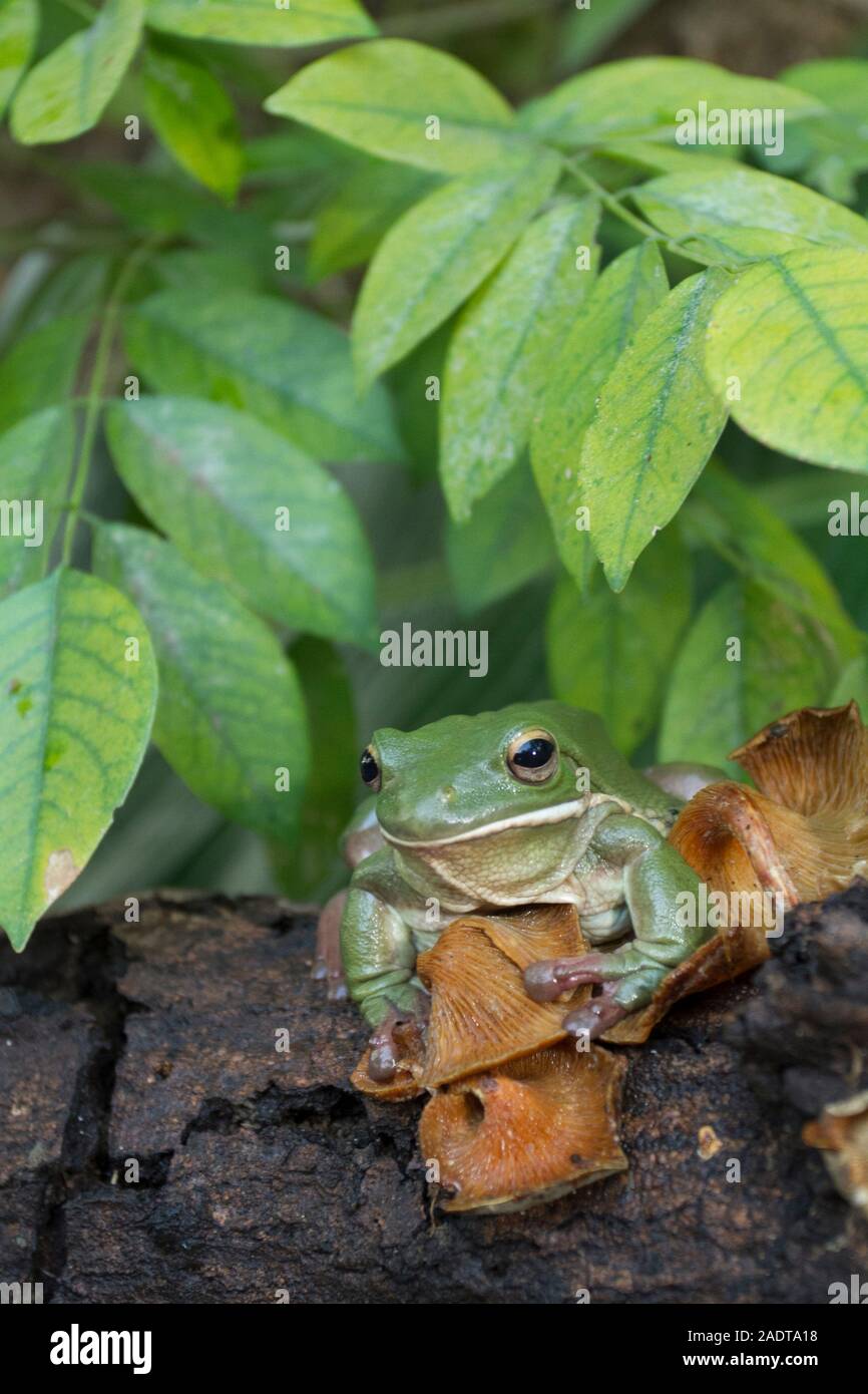 Close up dumpy frog, tree frog, papua green tree frog Stock Photo - Alamy