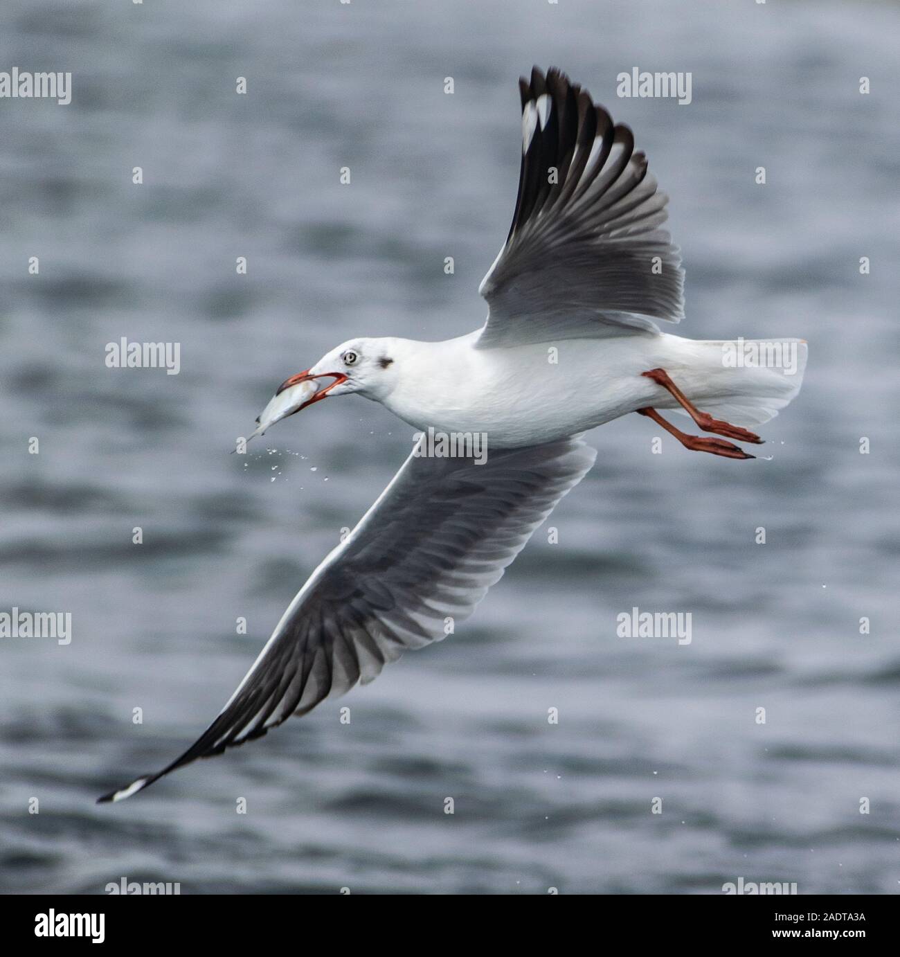 Perfectly timed photography hi-res stock photography and images - Alamy