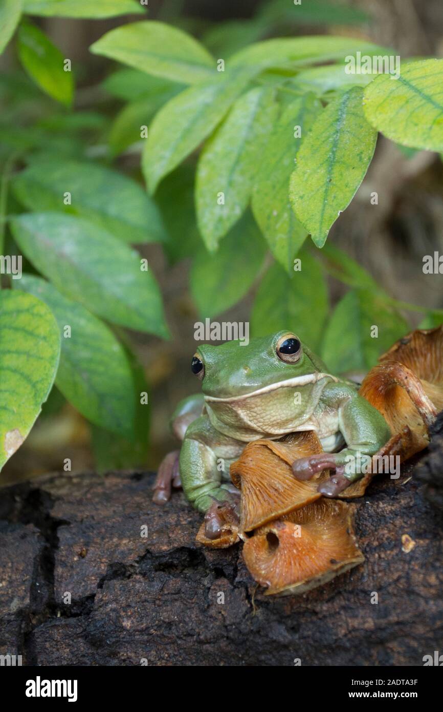 Close up dumpy frog, tree frog, papua green tree frog Stock Photo - Alamy