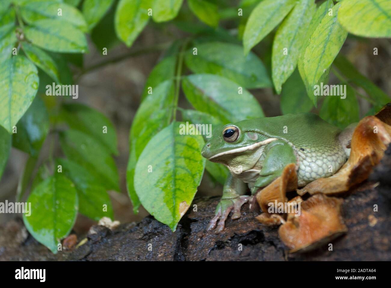 Close up dumpy frog, tree frog, papua green tree frog Stock Photo - Alamy