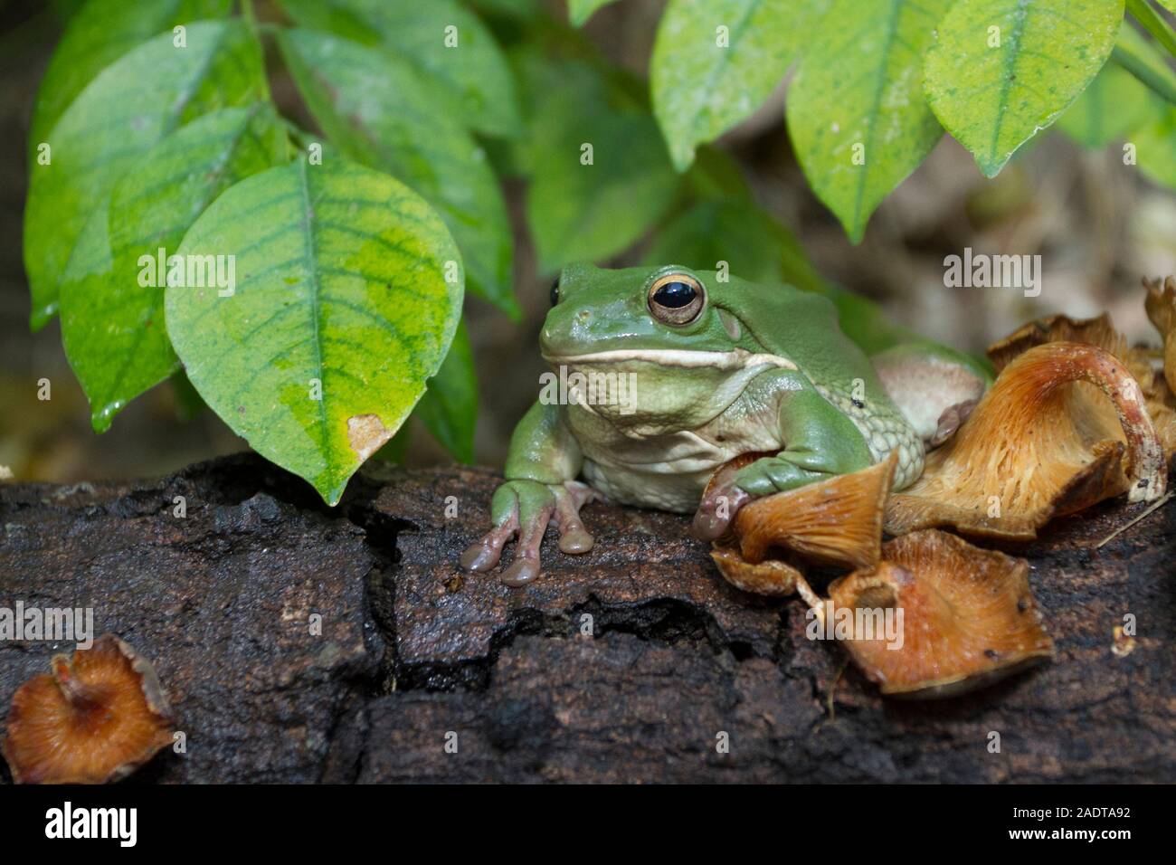 Dumpy frog hi-res stock photography and images - Alamy