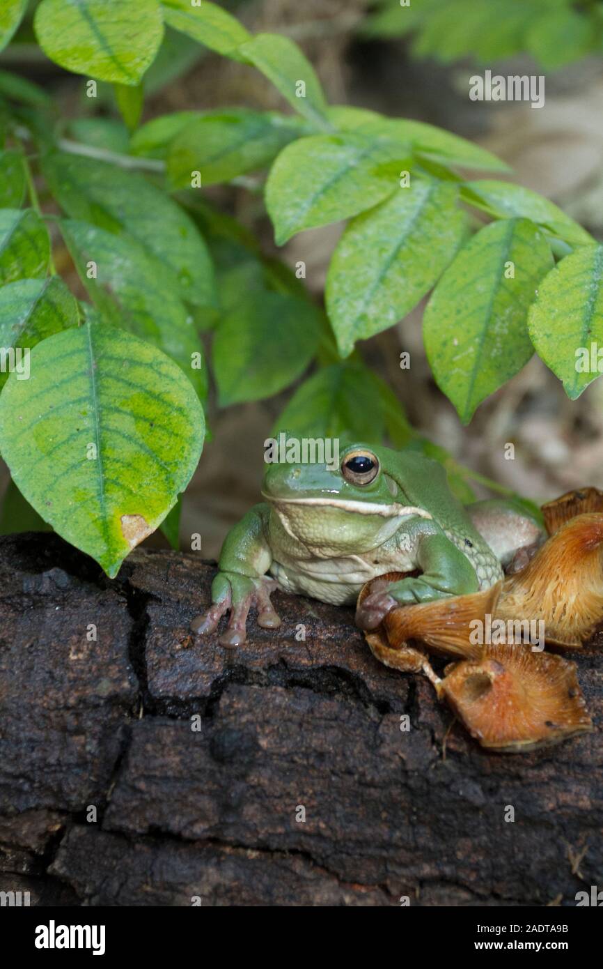 Close up dumpy frog, tree frog, papua green tree frog Stock Photo - Alamy
