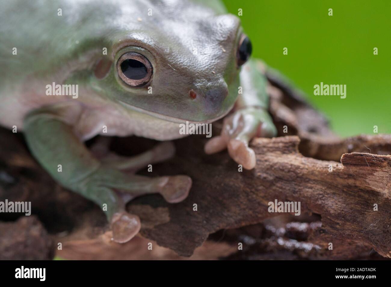 Close up dumpy tree frog / White's tree frog Stock Photo - Alamy