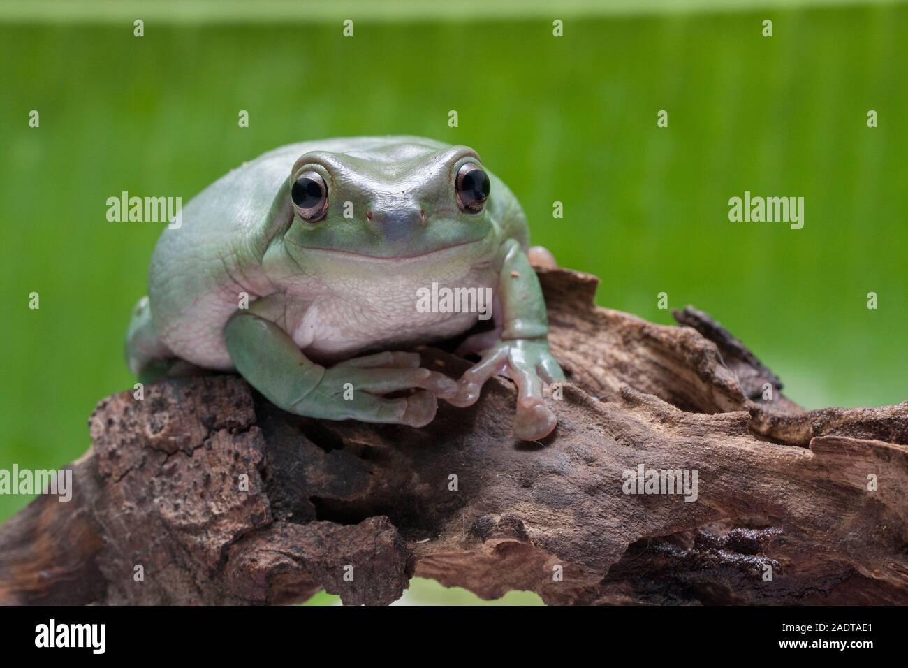 Close up dumpy tree frog / White's tree frog Stock Photo - Alamy