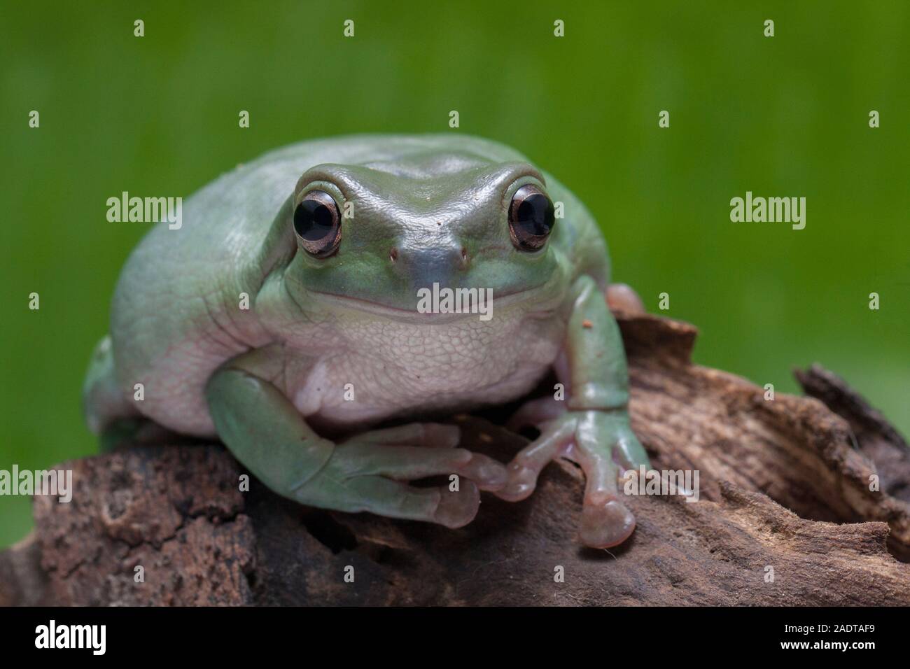 Close up dumpy tree frog / White's tree frog Stock Photo - Alamy