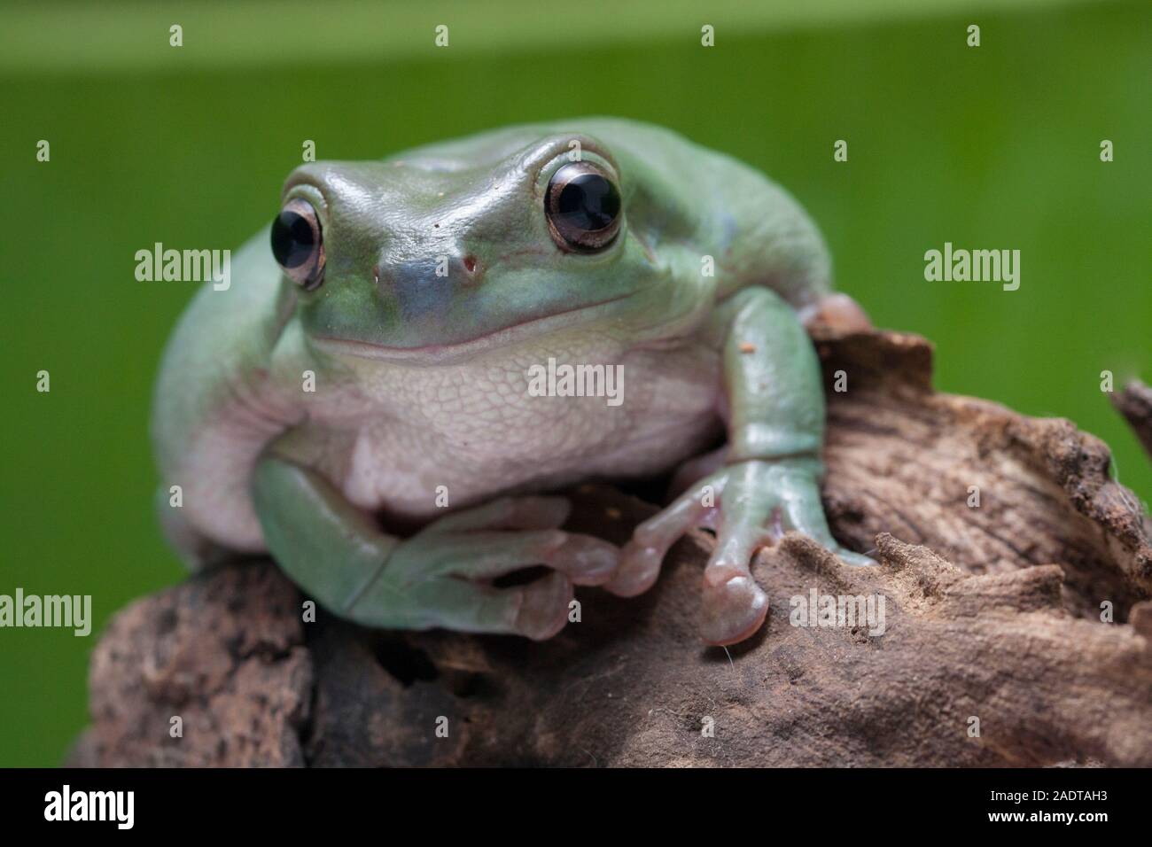 Close up dumpy tree frog / White's tree frog Stock Photo - Alamy