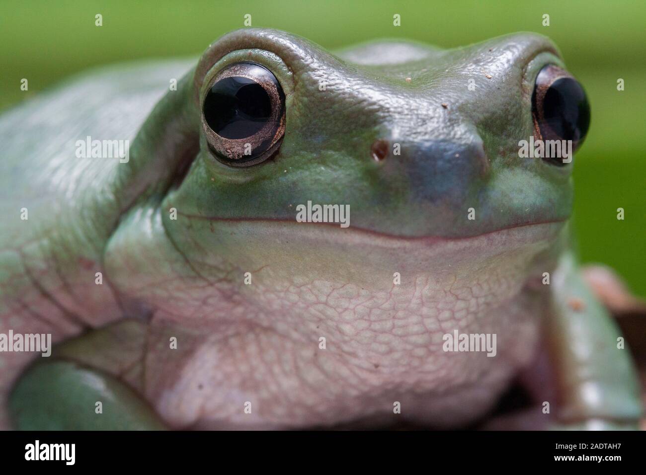 Close up dumpy tree frog / White's tree frog Stock Photo - Alamy