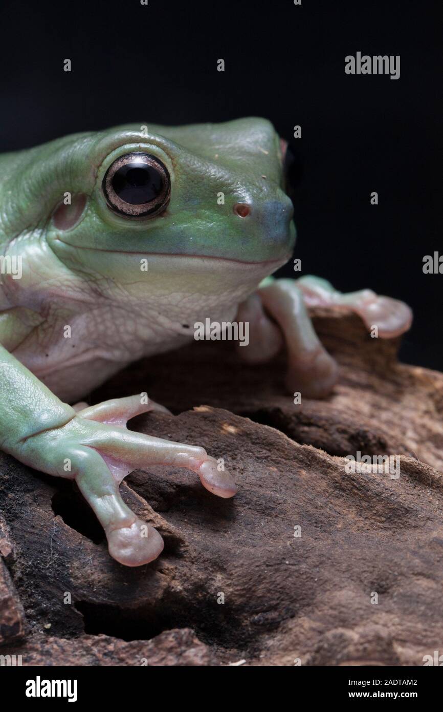 Close up dumpy tree frog / White's tree frog Stock Photo - Alamy