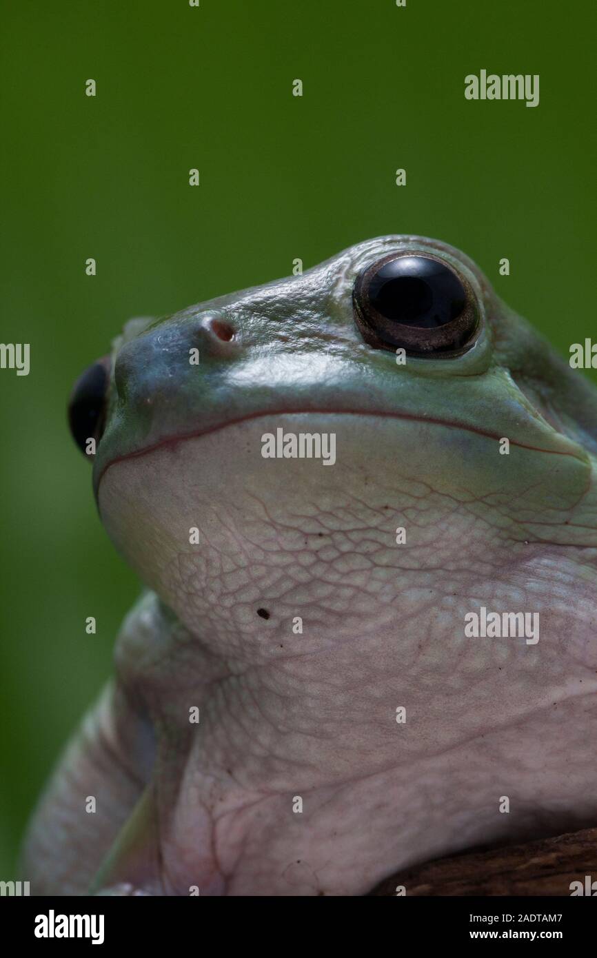 Close up dumpy tree frog / White's tree frog Stock Photo - Alamy