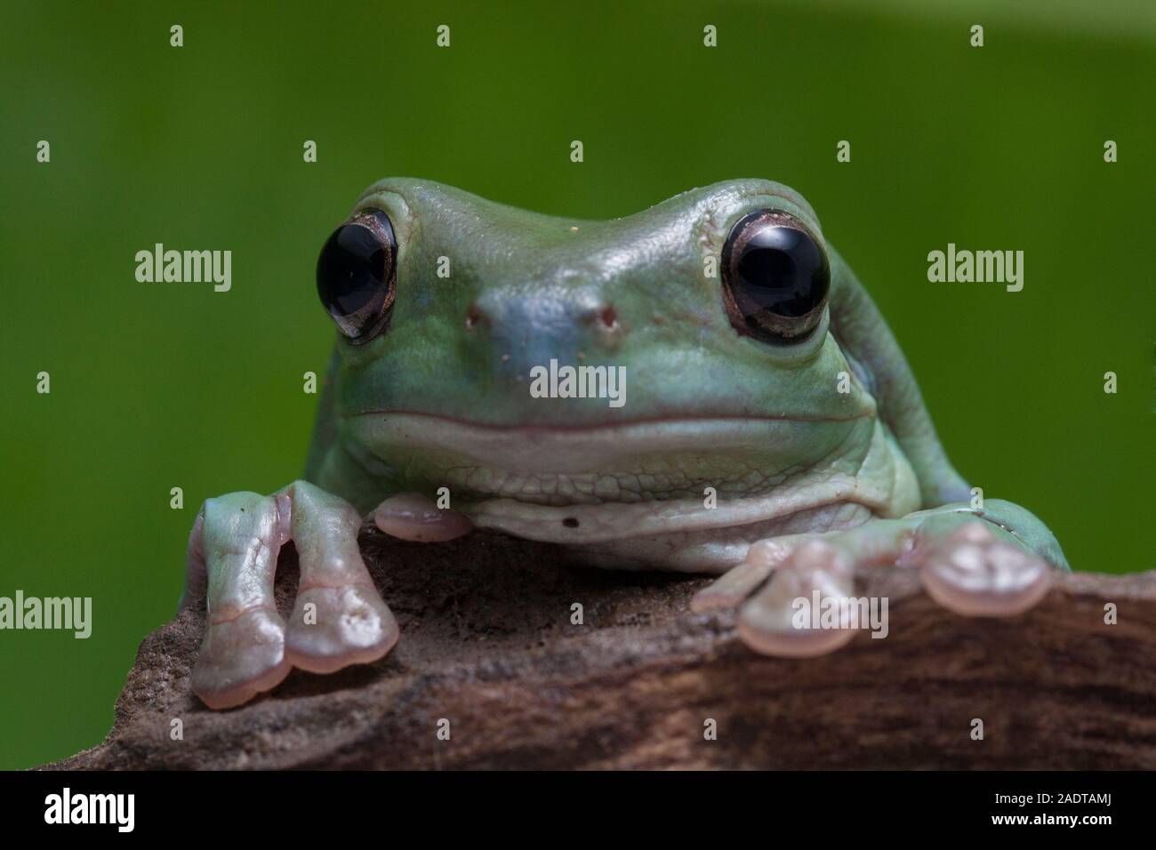 Close up dumpy tree frog / White's tree frog Stock Photo - Alamy