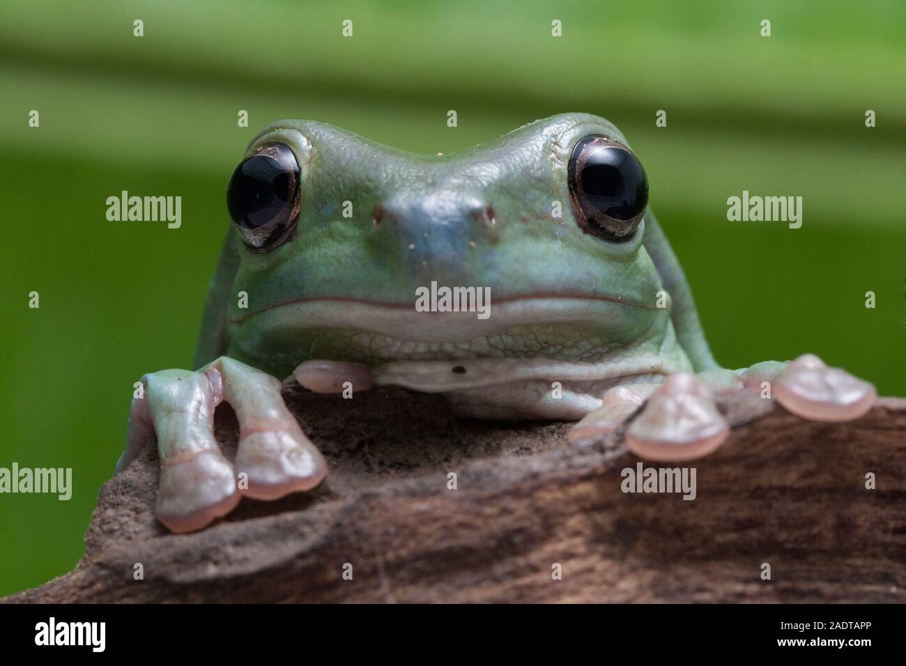 Close up dumpy tree frog / White's tree frog Stock Photo - Alamy
