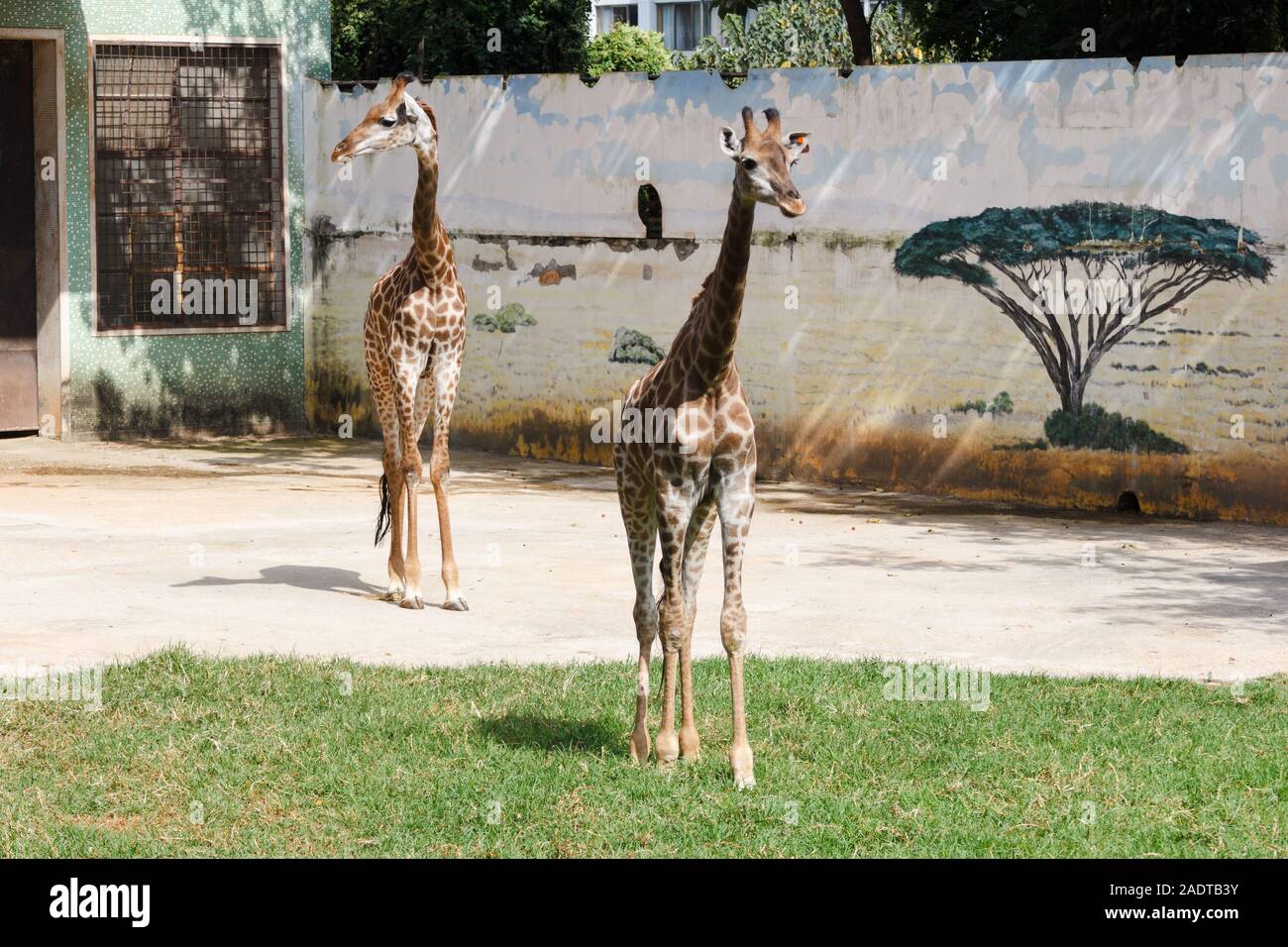 Two giraffes in a zoo in Kunming city in China in their enclosure Stock ...