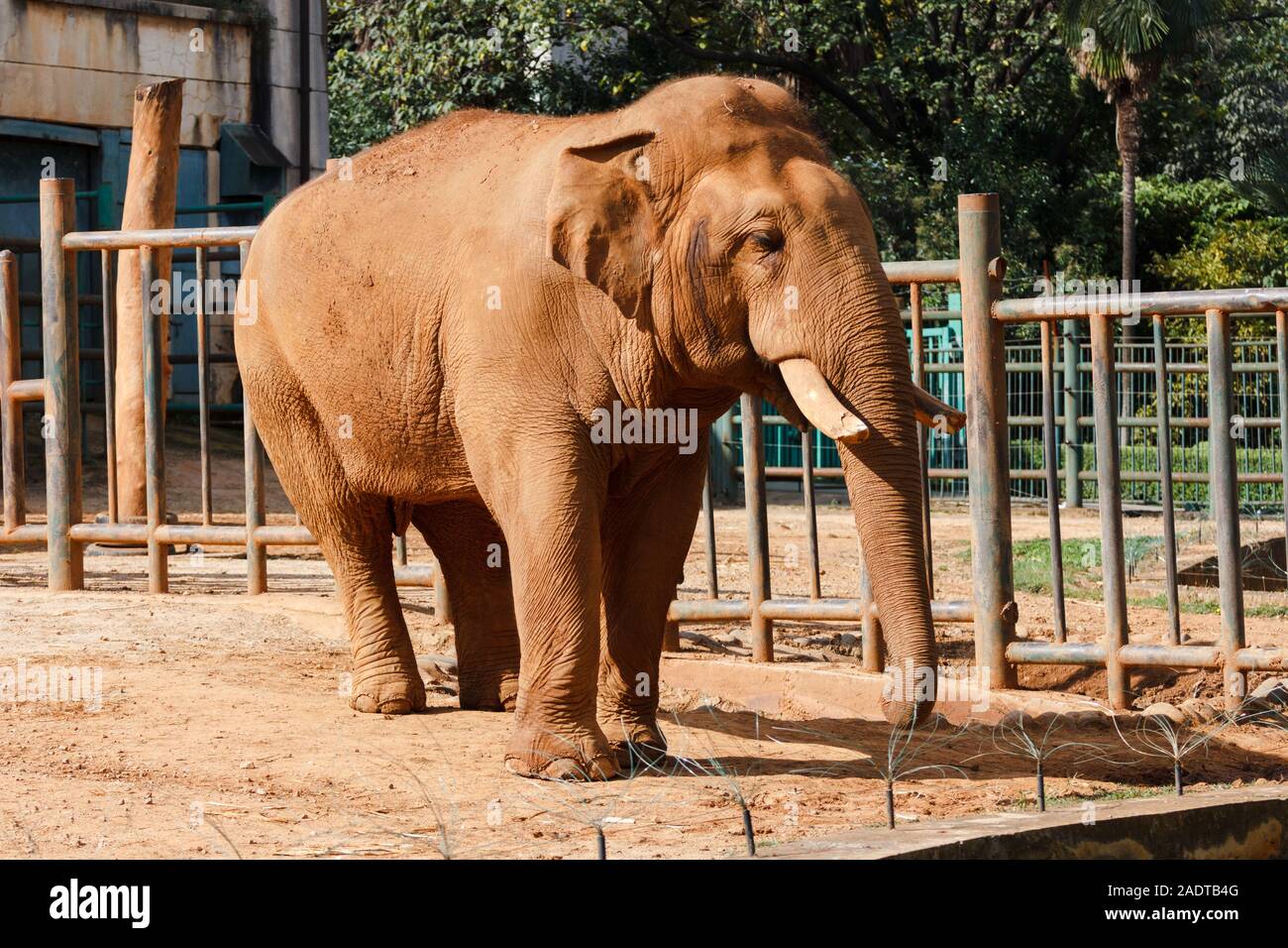 Elephant in Chinese zoo Stock Photo - Alamy