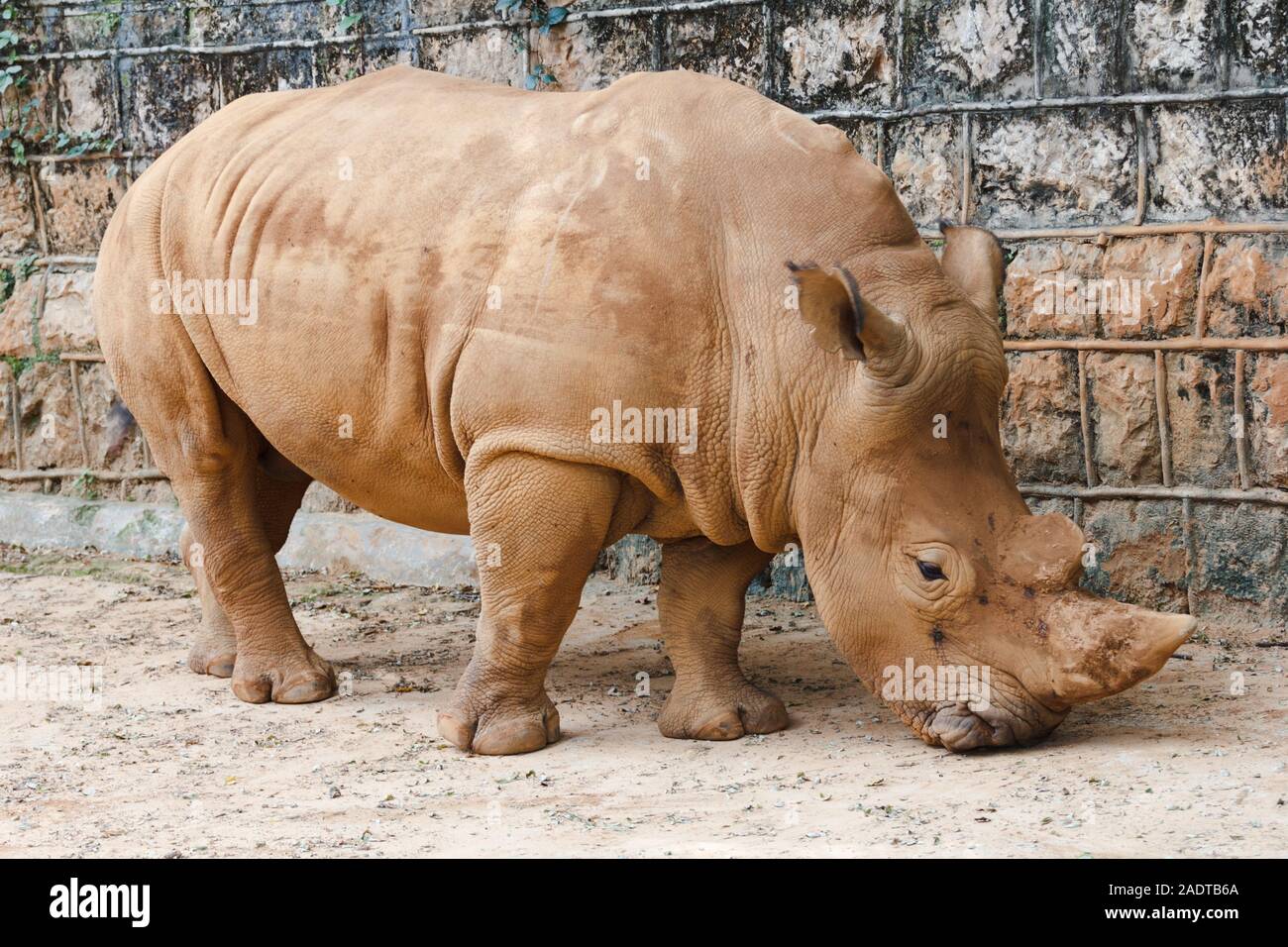 Rhinoceros in a zoo in China Stock Photo - Alamy