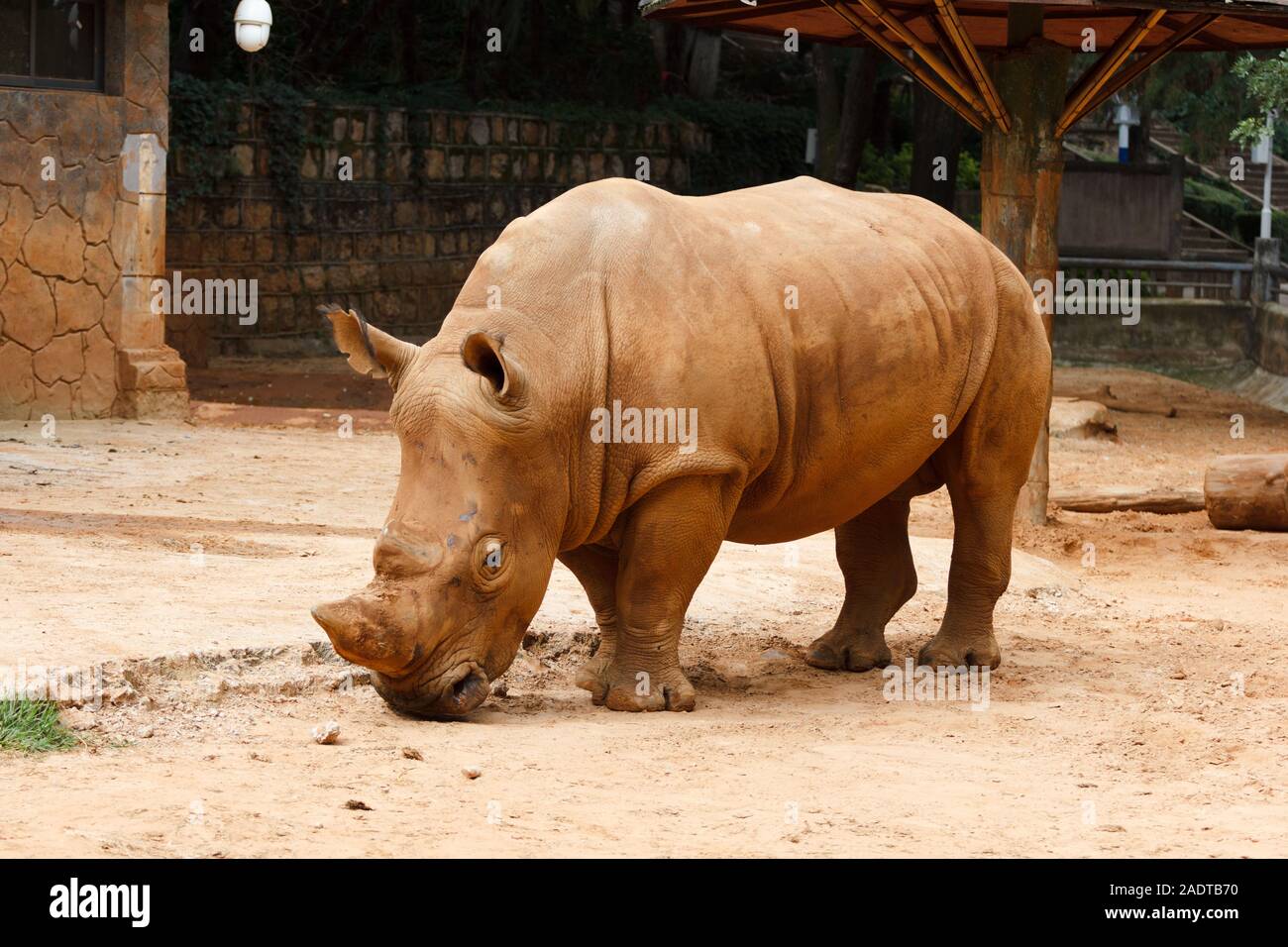 Rhinoceros in a zoo in China Stock Photo - Alamy