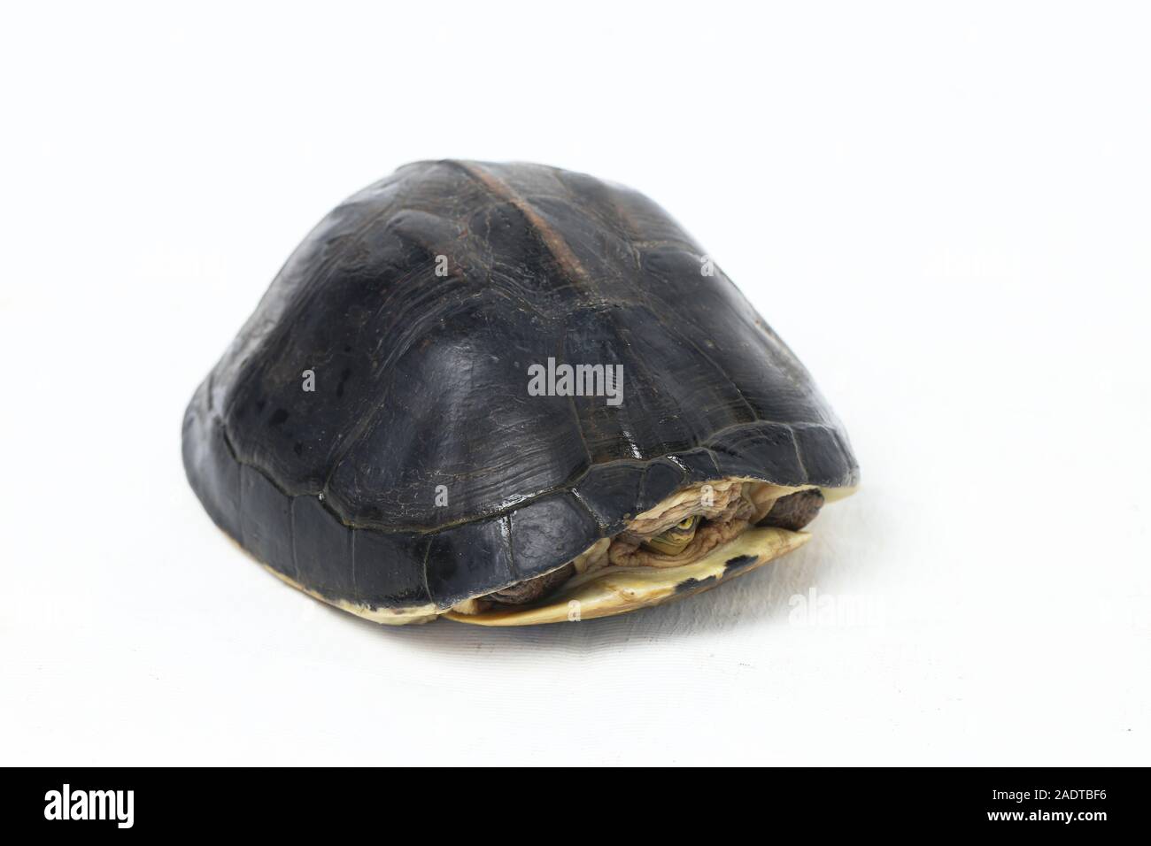 The Amboina box turtle (Cuora amboinensis), or southeast Asian box ...