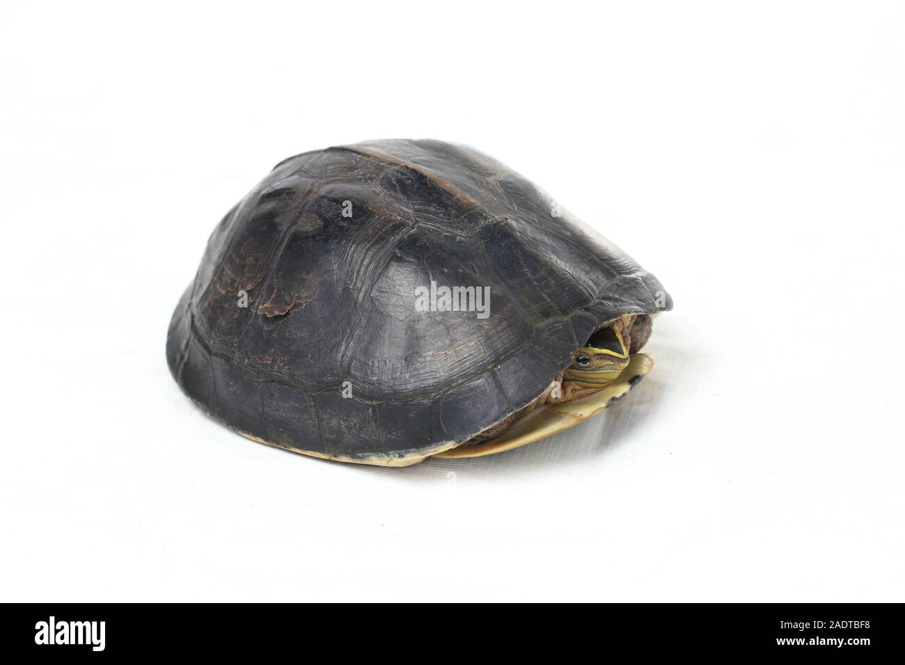 The Amboina box turtle (Cuora amboinensis), or southeast Asian box ...