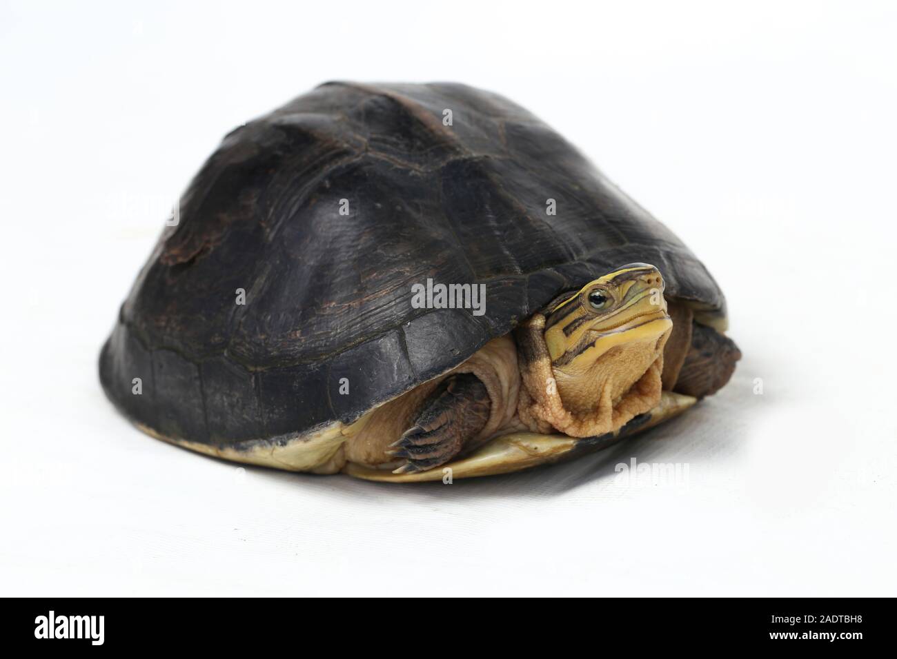 The Amboina box turtle (Cuora amboinensis), or southeast Asian box ...