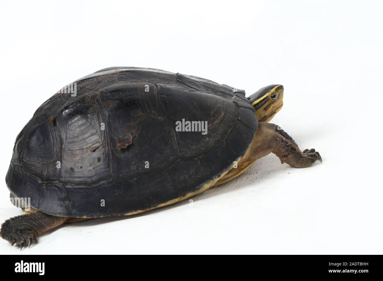 The Amboina box turtle (Cuora amboinensis), or southeast Asian box ...