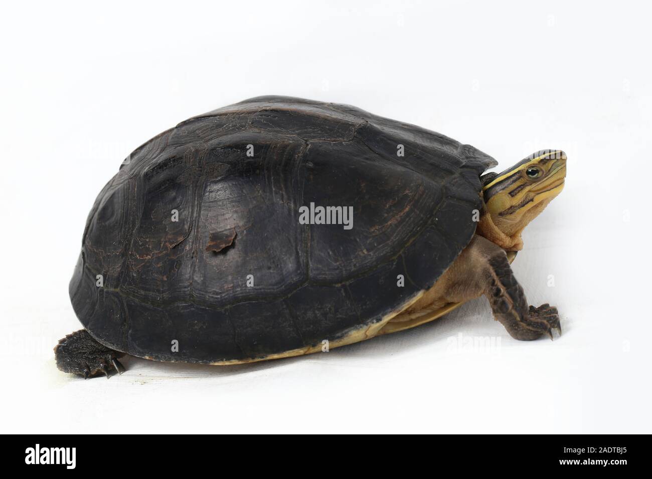 The Amboina box turtle (Cuora amboinensis), or southeast Asian box ...