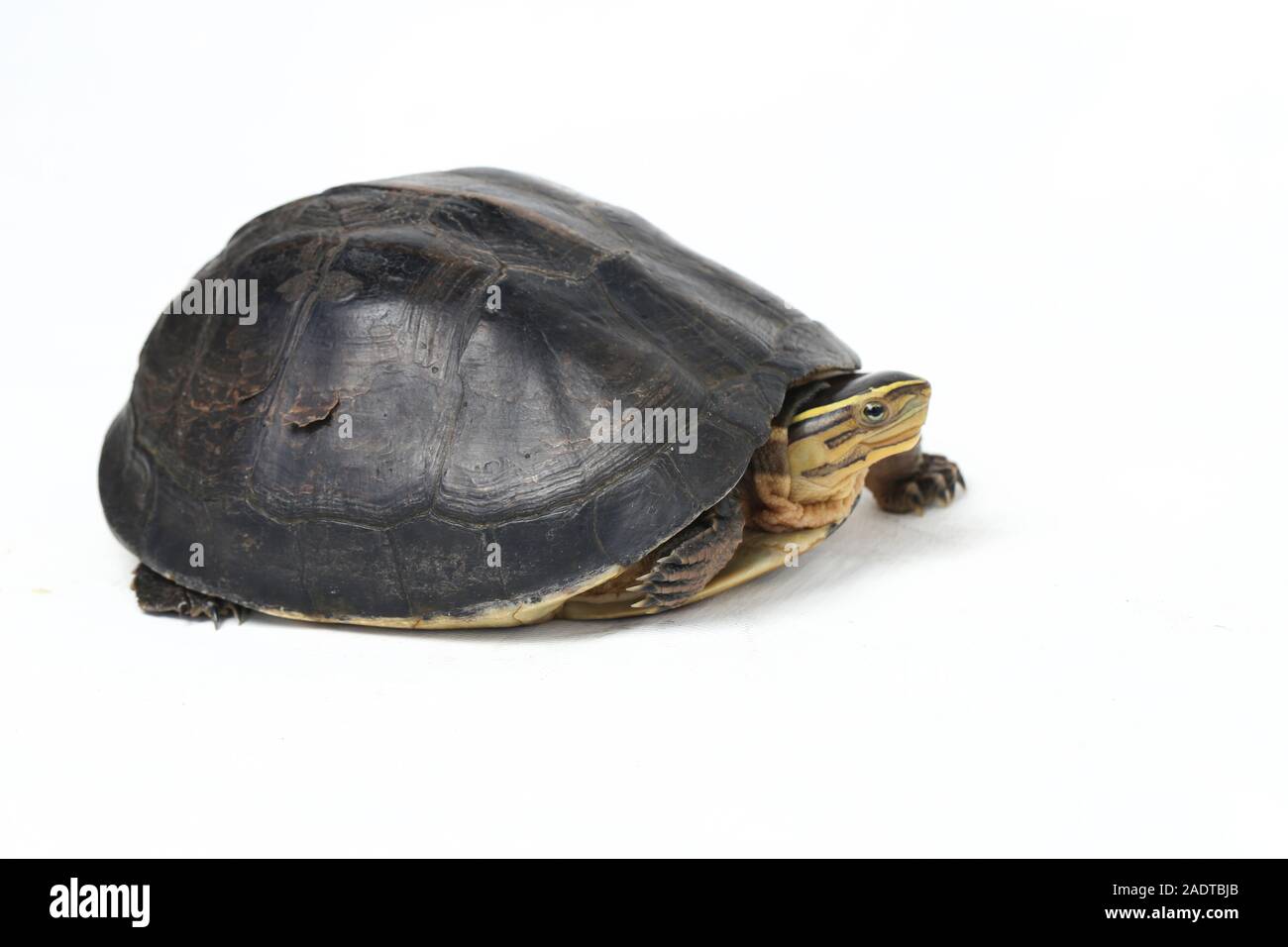 The Amboina box turtle (Cuora amboinensis), or southeast Asian box ...