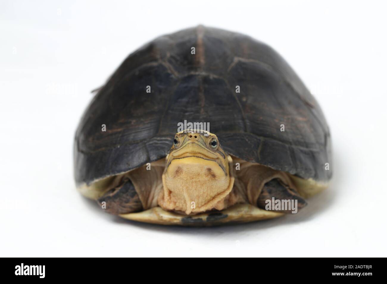 The Amboina box turtle (Cuora amboinensis), or southeast Asian box ...