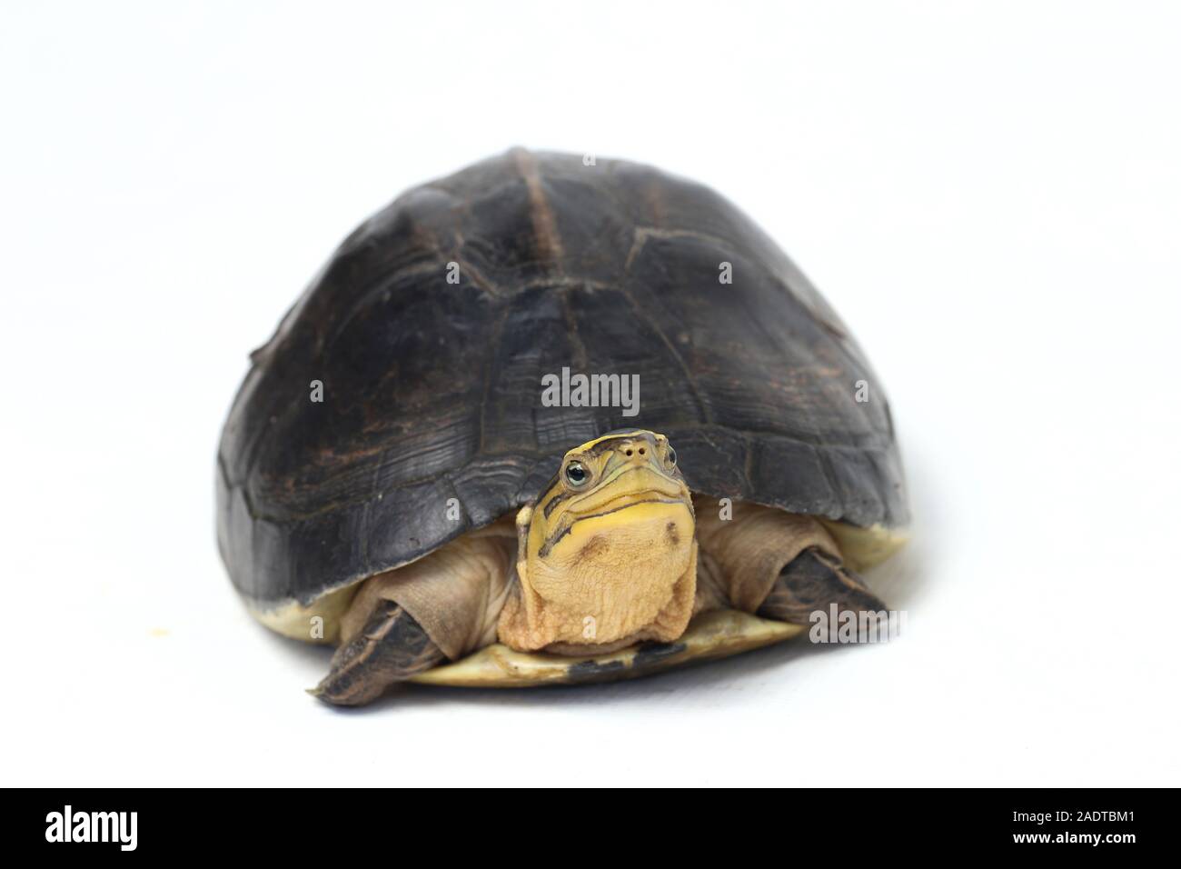 The Amboina box turtle (Cuora amboinensis), or southeast Asian box ...