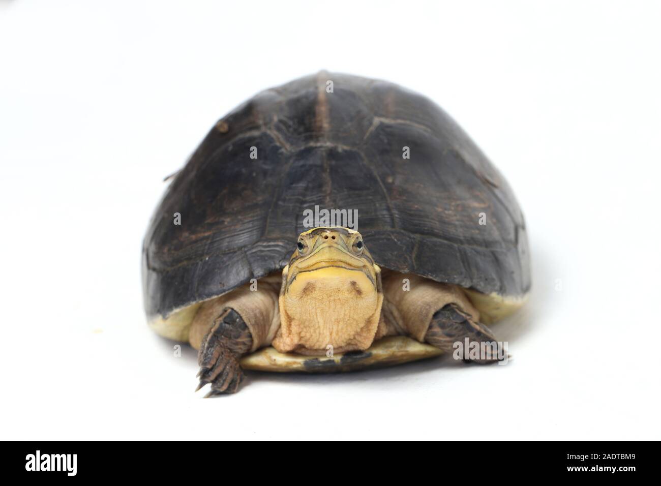 The Amboina box turtle (Cuora amboinensis), or southeast Asian box ...