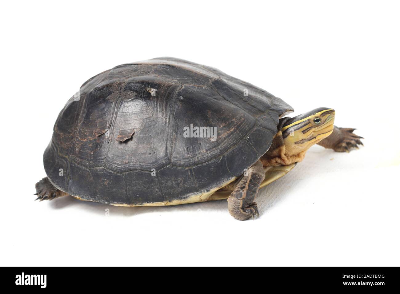 The Amboina box turtle (Cuora amboinensis), or southeast Asian box ...