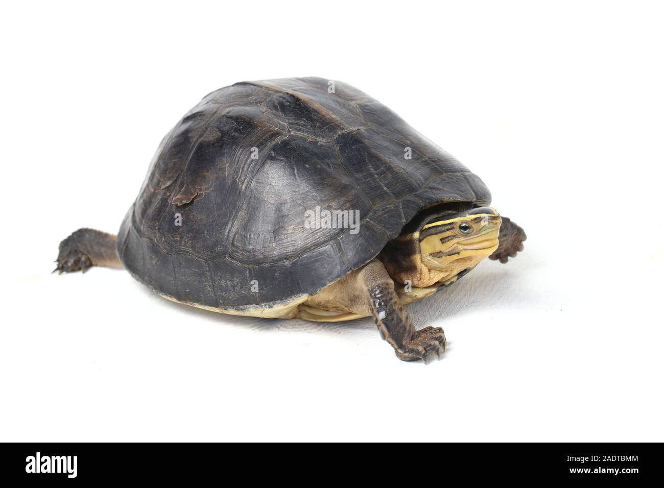 The Amboina box turtle (Cuora amboinensis), or southeast Asian box ...